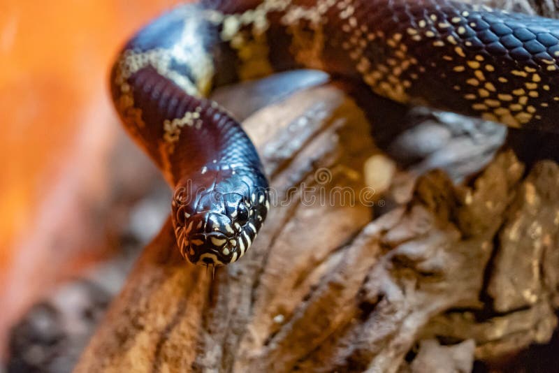 Snake in a zoo stock image. Image of creature, animal - 161220869