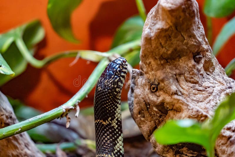 Snake in a zoo stock image. Image of beauty, expression - 161221279