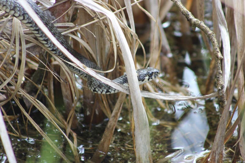 A Snake Crawling in the Grass Stock Photo - Image of reptile, sand ...