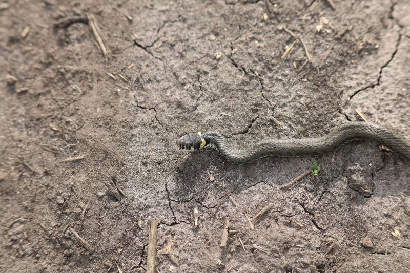 The Snake is Crawling on the Ground Stock Image - Image of vertebrate ...