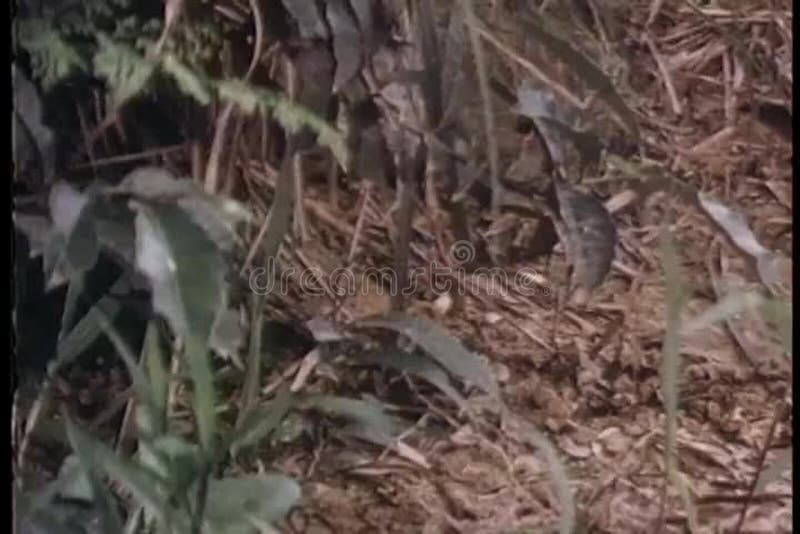 Snake Crawling on the Mud of Mangrove Forest with a Mudskipper Relaxing ...