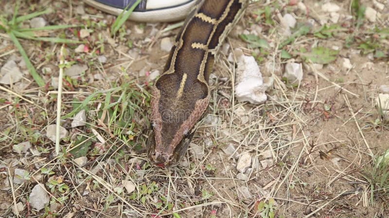 Snake Crawling On The Ground Stock Video - Video of nature, snake: 72493615