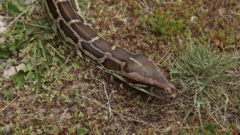 Snake Crawling On The Ground Stock Video - Video of nature, snake: 72493615