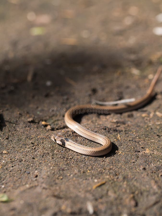 Snake Crawling on the Ground Stock Image - Image of crawling, abstract ...