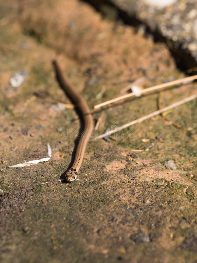 Snake Crawling on the Ground Stock Photo - Image of danger, carnivore ...