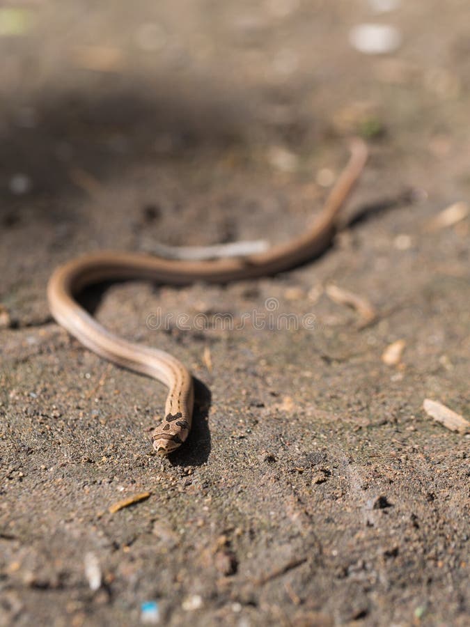 Snake Crawling on the Ground Stock Photo - Image of rough, cute: 103009844