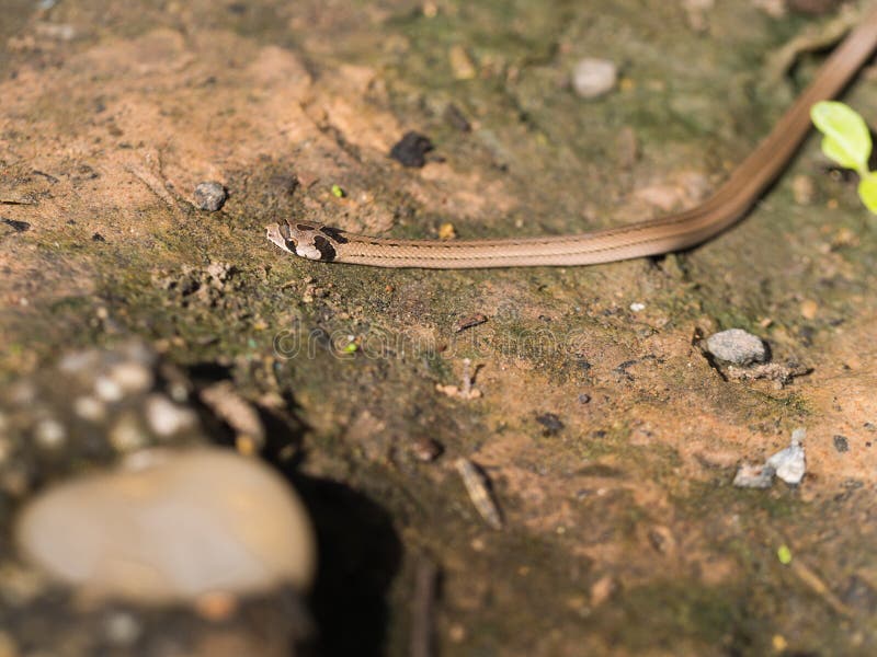 Snake Crawling on the Ground Stock Photo - Image of rough, cute: 103009844