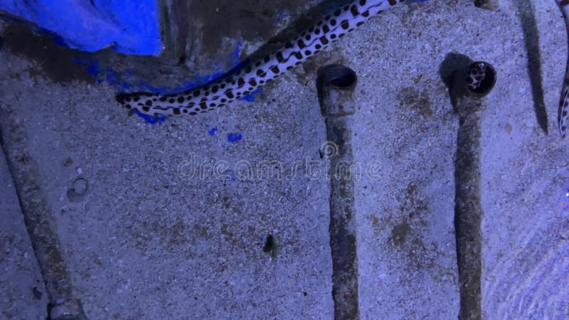 Snake Crawling Over Sandy Terrain in Aquarium Setting Stock Video ...