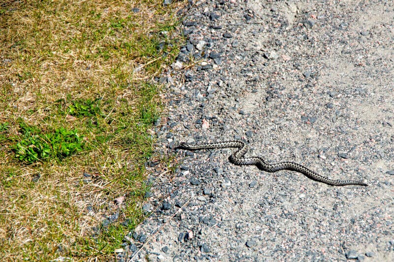 Snake Crawling on the Pavement in the Grass. Stock Photo - Image of ...