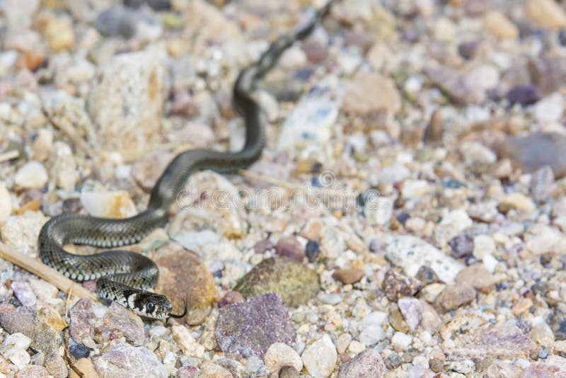 Snake crawling stock photo. Image of black, constrictor - 89631984