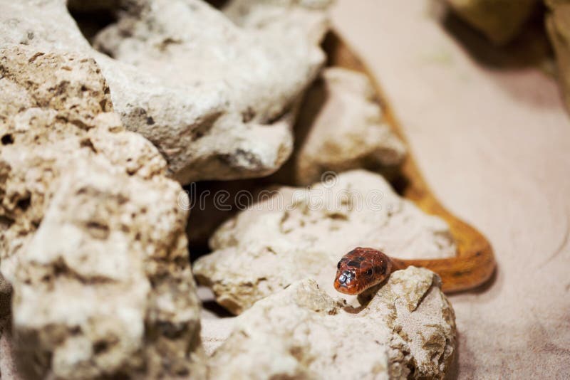 Snake crawling on a stone stock image. Image of stones - 50355835