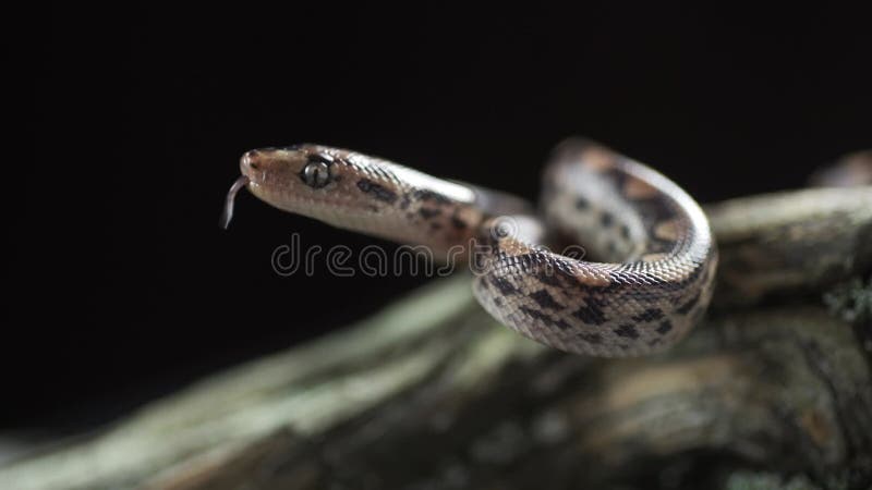 A Snake Crawling Up the Trunk Stock Video - Video of wild, crawl: 211050867