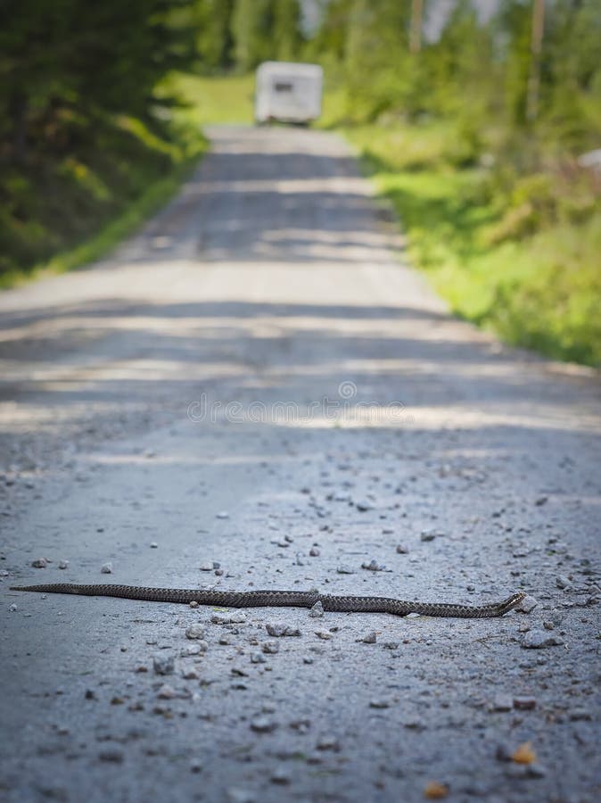 The Snake Crawls Across the Road Stock Photo - Image of natural ...