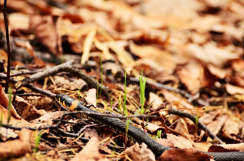 Snake Crawls on Dry Leaves between Tree Branches in Forest with Copy ...