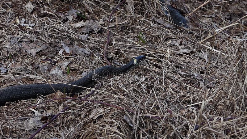 Two Big Snakes in the Grass, Coiling and Biting in a Fight. Pseudopus ...