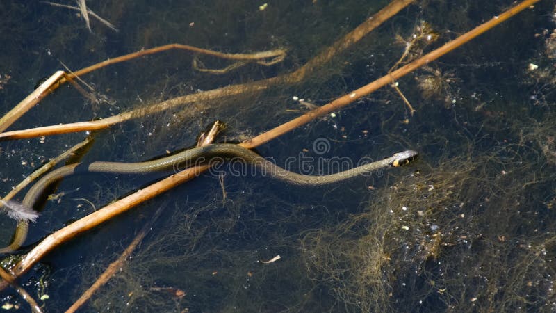 Snake Crawls in Marsh through Swamp Thickets and Algae, Close-up Stock ...