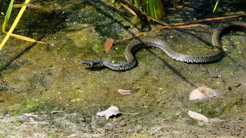 Snake Crawls in Marsh through Swamp Thickets and Algae, Close-up Stock ...