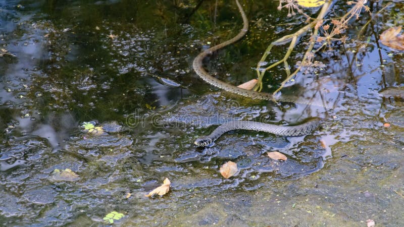Snake Crawls in Marsh through Swamp Thickets and Algae, Close-up Stock ...