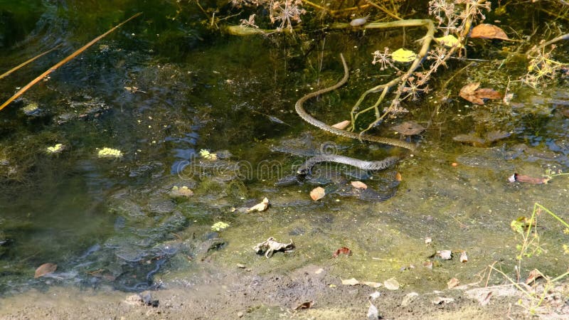 Snake Crawls in Marsh through Swamp Thickets and Algae, Close-up Stock ...