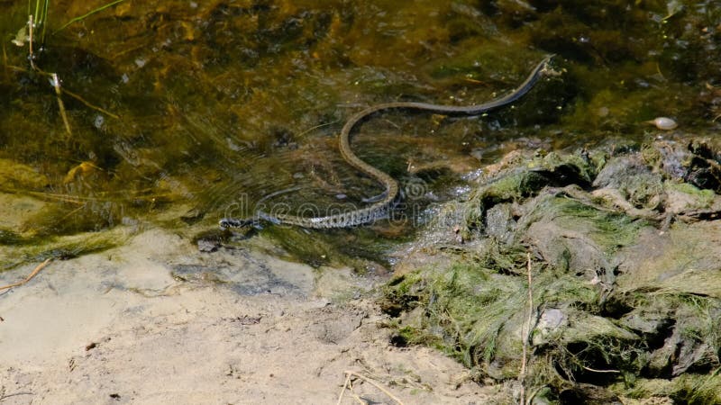 Snake Crawls in Marsh through Swamp Thickets and Algae, Close-up Stock ...