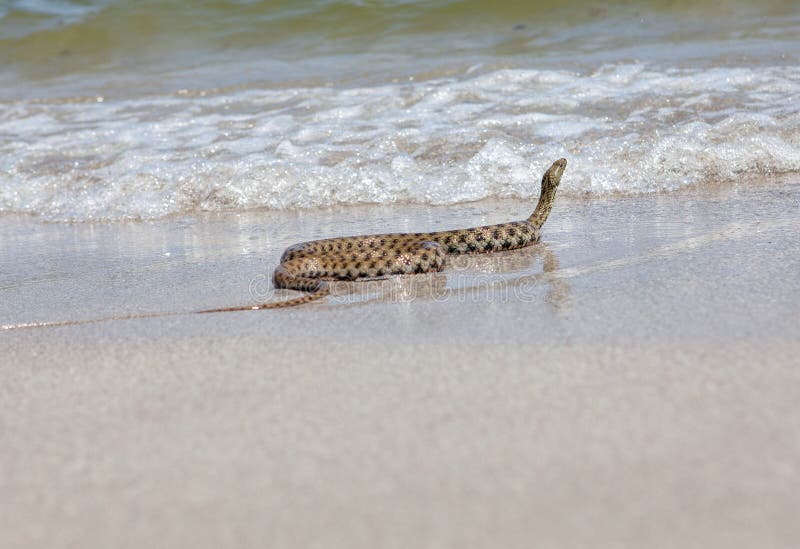 Snake crawls to the sea stock photo. Image of toxic, venom - 63803650