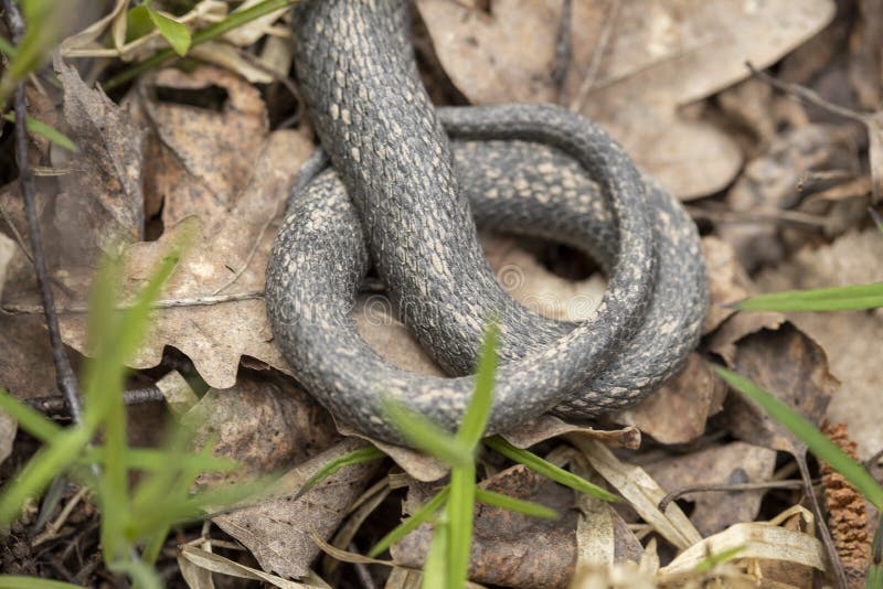Snake creeping on leaves stock photo. Image of death - 213674418