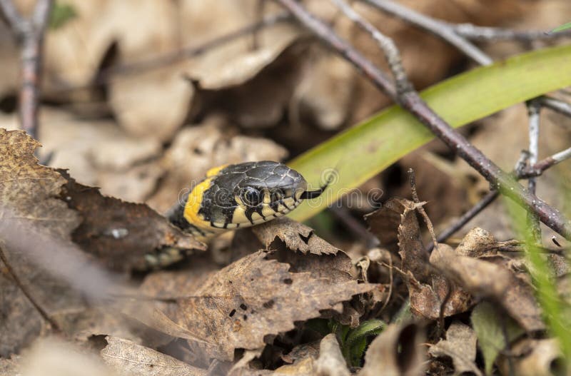 Snake creeping on leaves stock photo. Image of creeping - 213674426