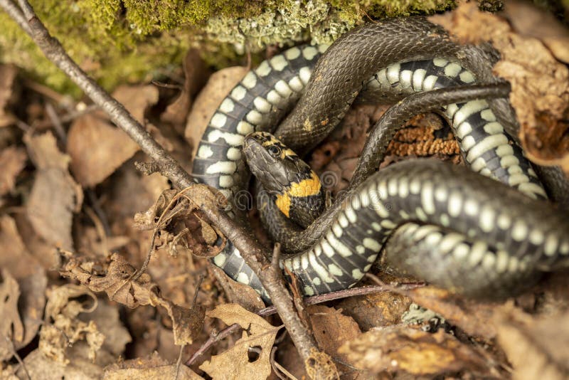 Snake creeping on leaves stock photo. Image of issues - 239434778