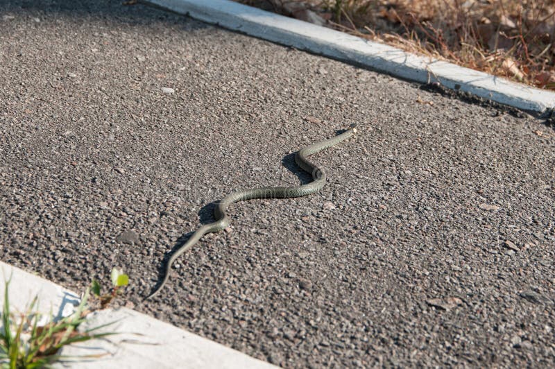 997 Foot Snake Stock Photos - Free & Royalty-Free Stock Photos from ...