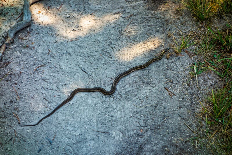 Snake Crossing a Hiking Trail Stock Photo - Image of backdrop, snake ...