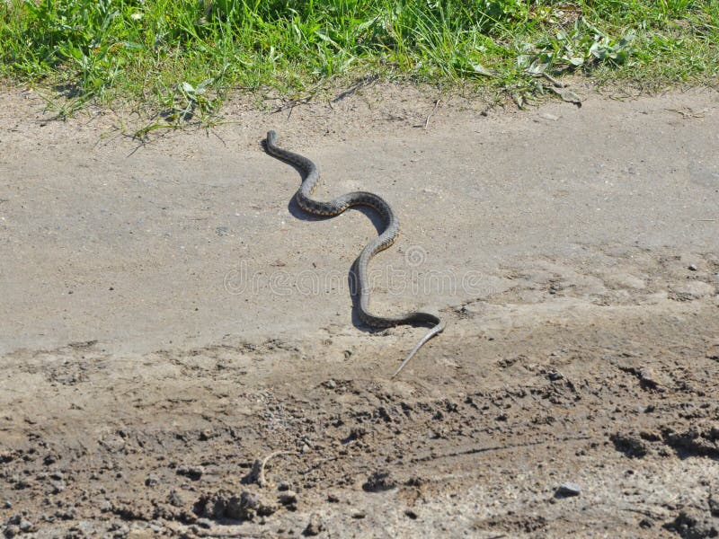 Snake crossing the path stock photo. Image of road, slithering - 71383530