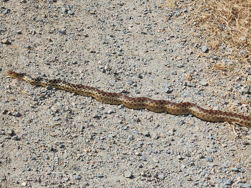 Snake crossing the road stock image. Image of crossing - 277874769