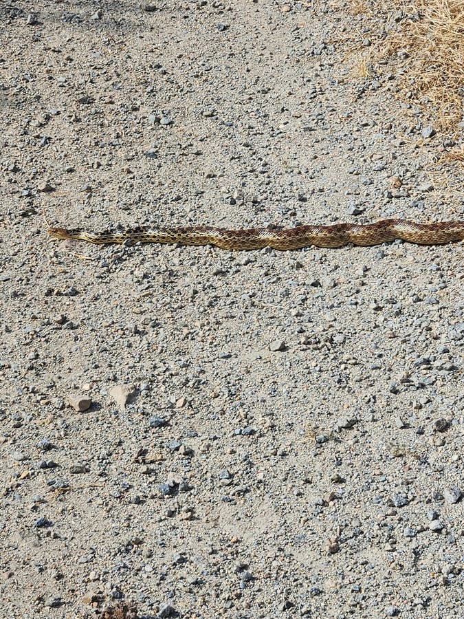 323 Snake Crossing Stock Photos - Free & Royalty-Free Stock Photos from ...