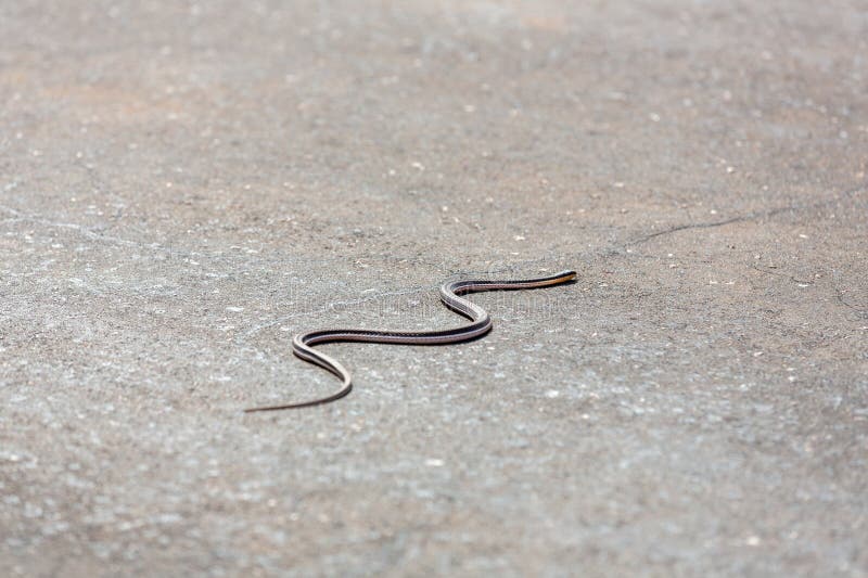 Snake Crossing a Road in Kruger National Park Stock Photo - Image of ...