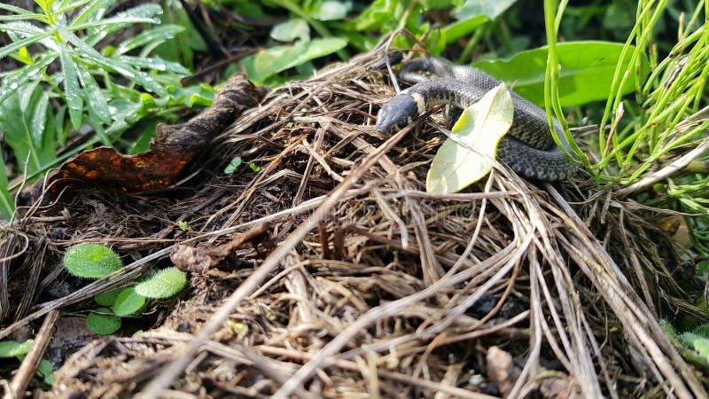 Snake cub in the grass stock image. Image of reptile - 214330949