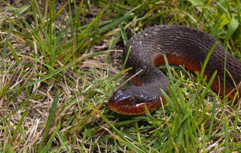 Snake that is Curious about the Camera Stock Image - Image of eyes ...