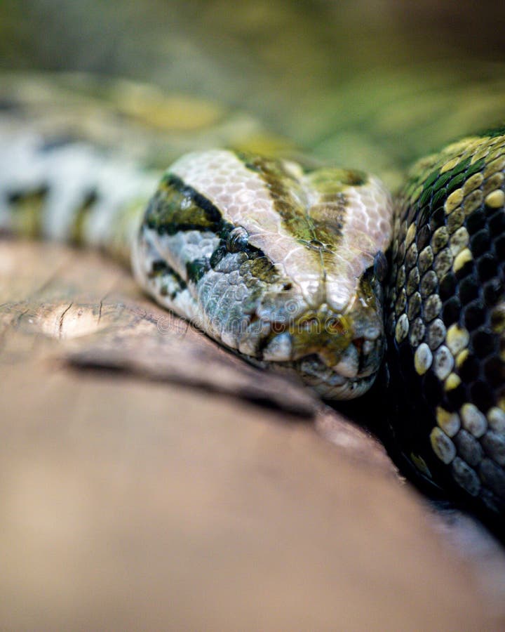 The Snake is Curled Up Sleeping on the Rocks Next To the Grass Stock ...