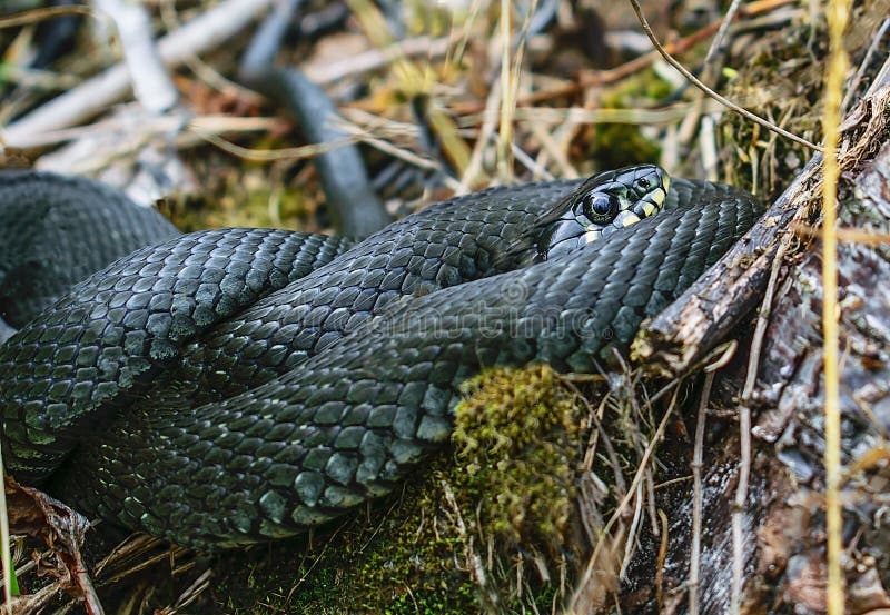 The Snake Curled Up on the Snag Stock Photo - Image of curled, reptiles ...