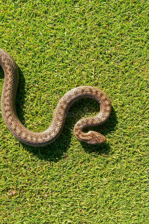 Snake curves stock photo. Image of nature, head, beauty - 51049102