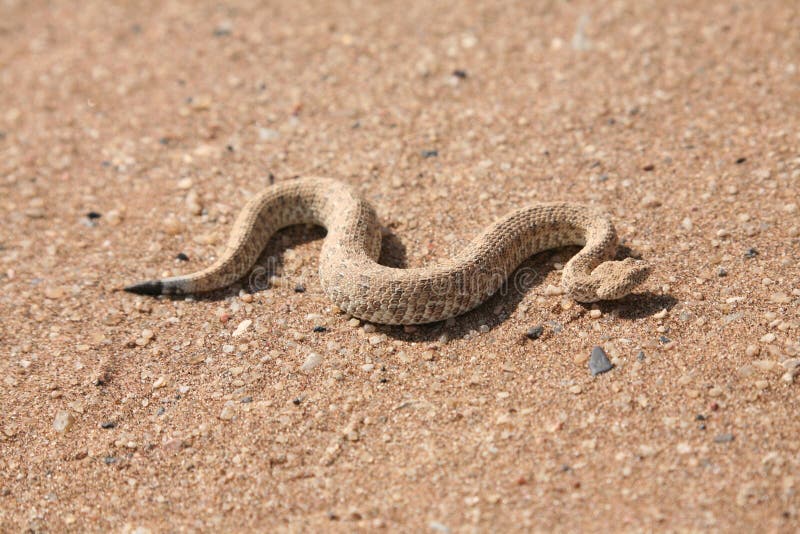 Snake in desert stock image. Image of sand, reptile, wildlife - 21461009