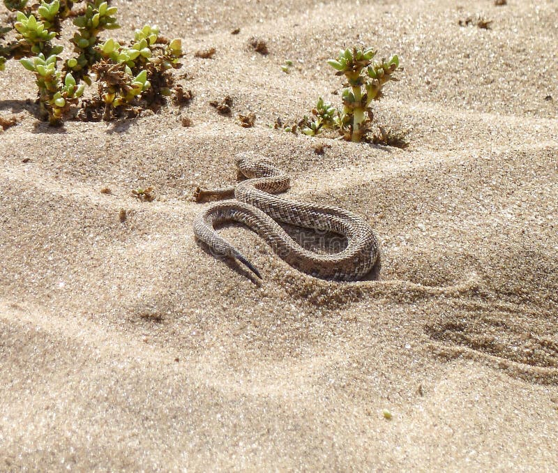 Snake in desert stock image. Image of sand, reptile, wildlife - 21461009