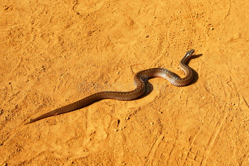 Snake in the desert stock photo. Image of heat, safety - 47518844
