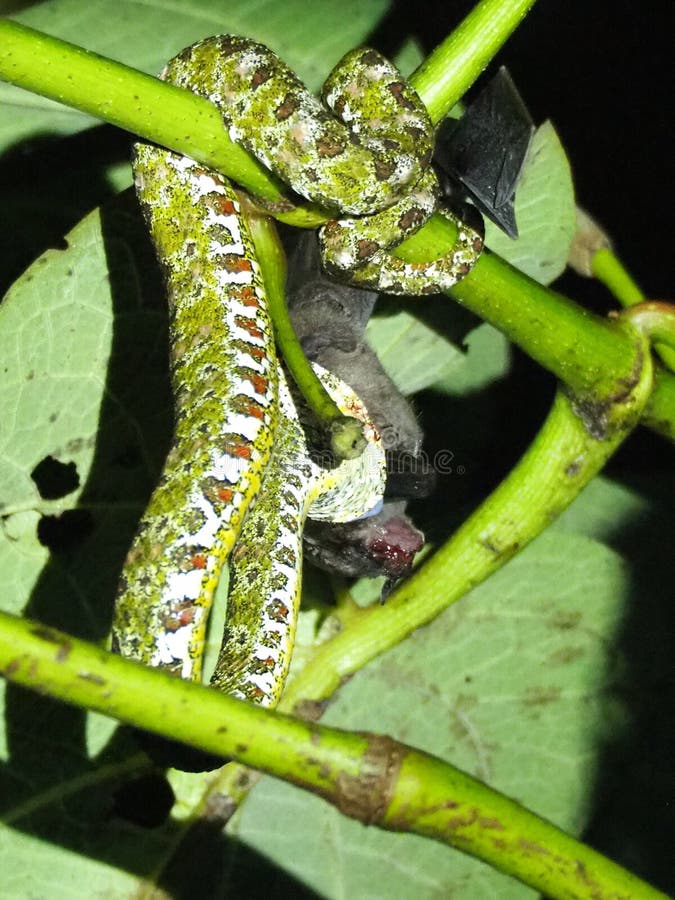 Snake Devouring a Bat on a Forest Branch Stock Photo - Image of animal ...