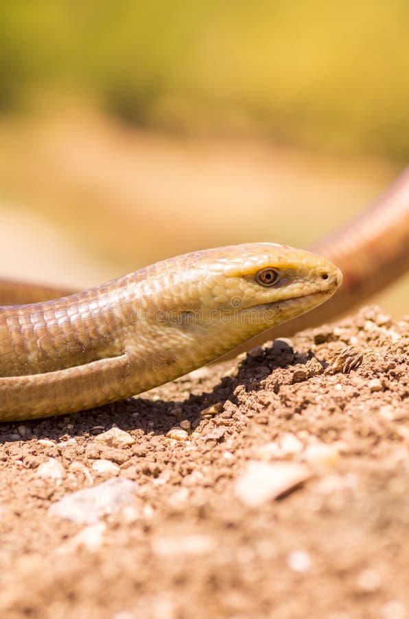Poisonous Small Rays Stock Photos - Free & Royalty-Free Stock Photos ...