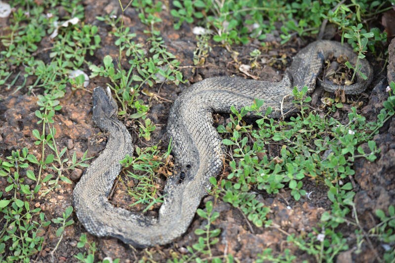 Snake dies stock image. Image of pavement, kill, road - 73205105
