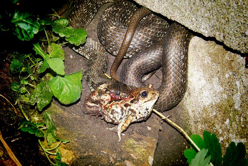 Snake dinner stock image. Image of mouth, crawl, stone - 62586029