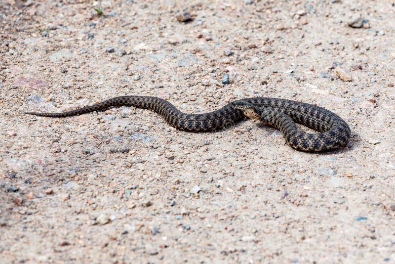 Snake on a dirt road stock photo. Image of sand, european - 103199714