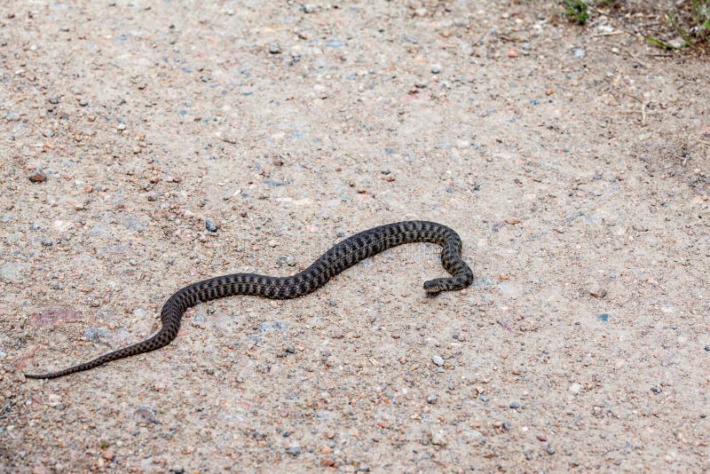 Snake on a dirt road stock photo. Image of common, europe - 103199604