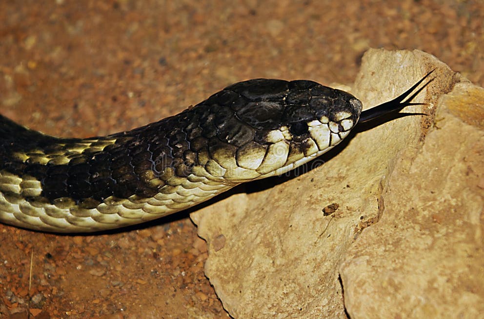A Snake with a Distinct, Textured Pattern on Its Skin Rests on a Sandy ...