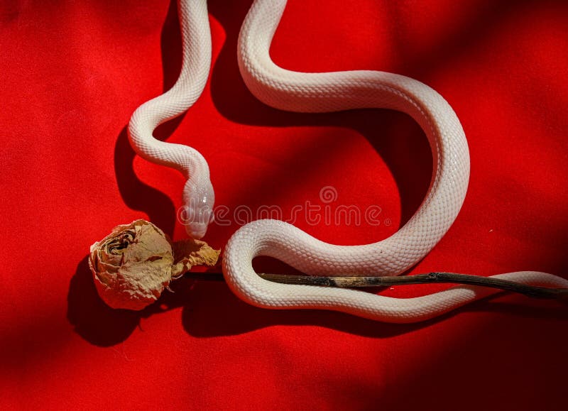 125 Albino Texas Rat Snake Stock Photos - Free & Royalty-Free Stock ...